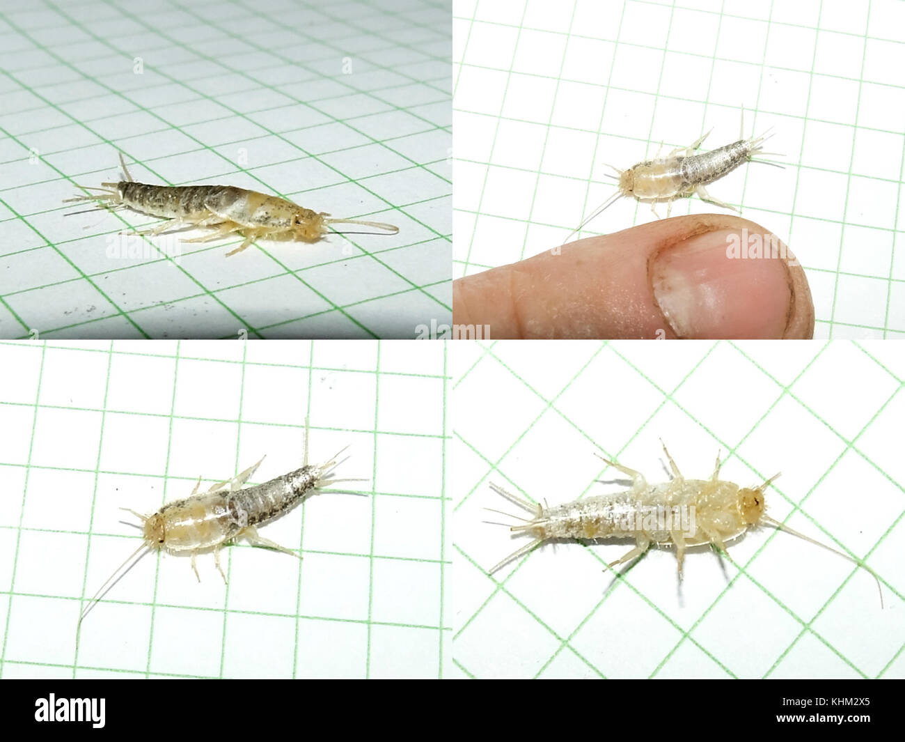 Silverfish paper damage hi-res stock photography and images - Alamy