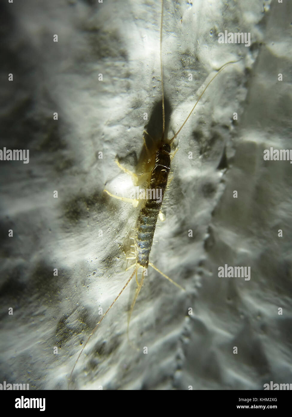 silverfish. Insect Lepisma saccharina, Thermobia domestica in normal ...
