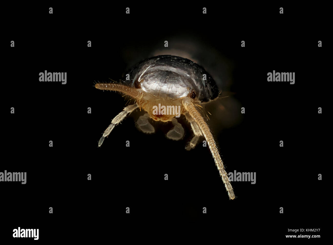 silverfish. Insect Lepisma saccharina, Thermobia domestica in normal ...