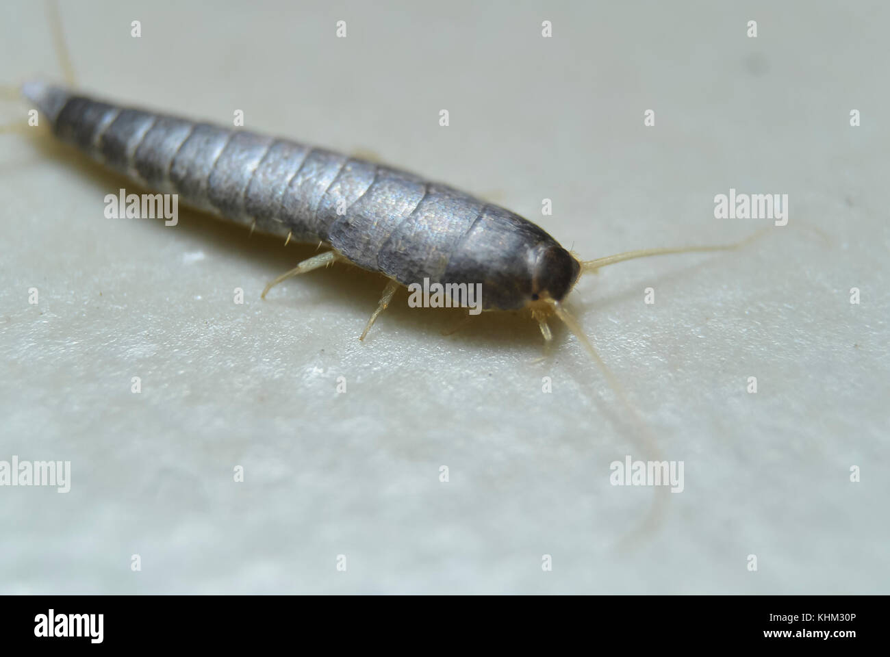silverfish. Insect Lepisma saccharina, Thermobia domestica in normal ...