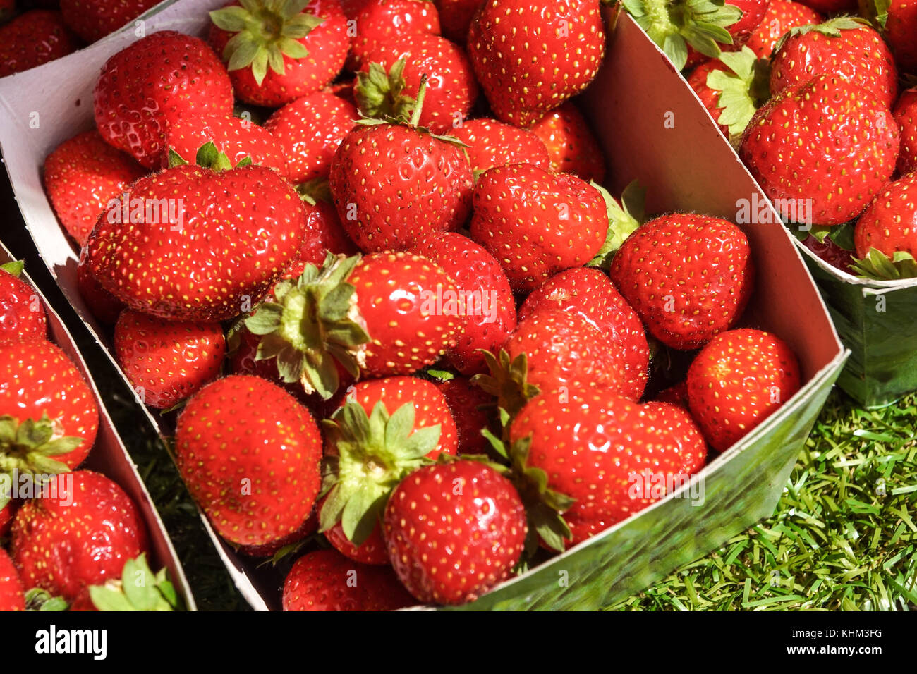 background from freshly harvested strawberries, directly above ...