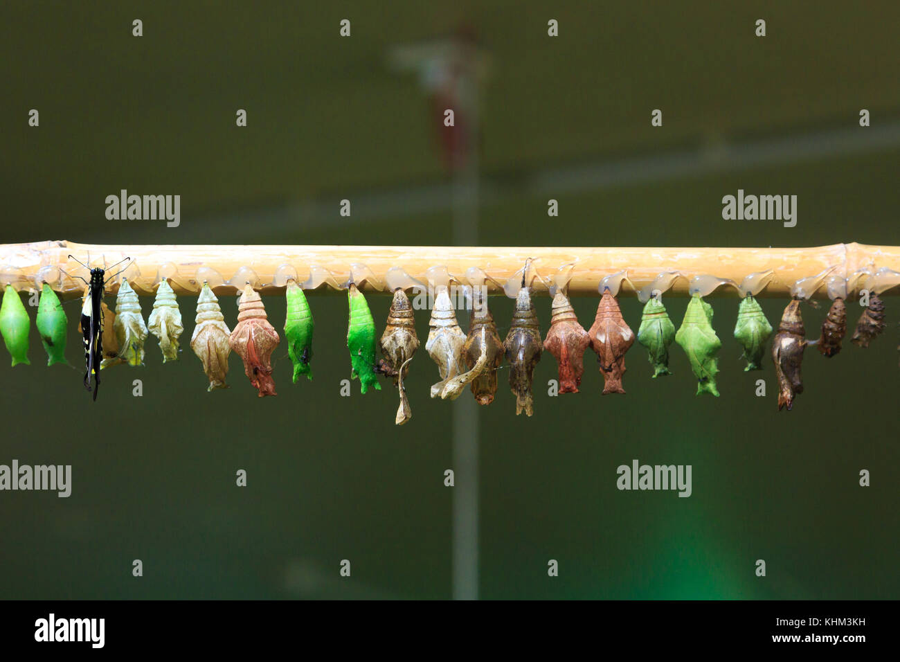 View of transmission of tropical butterfly hatching, row of cocoons in ...