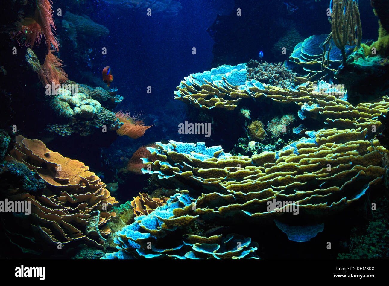 Deep water aquarium, underwater coral reef landscape with tropical fish ...