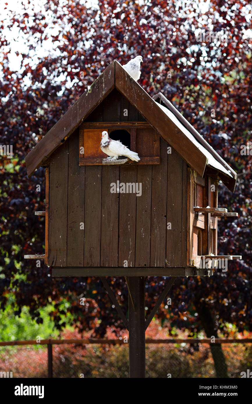Two white pigeons sitting on a dovecot on a bright sunny autumn day ...