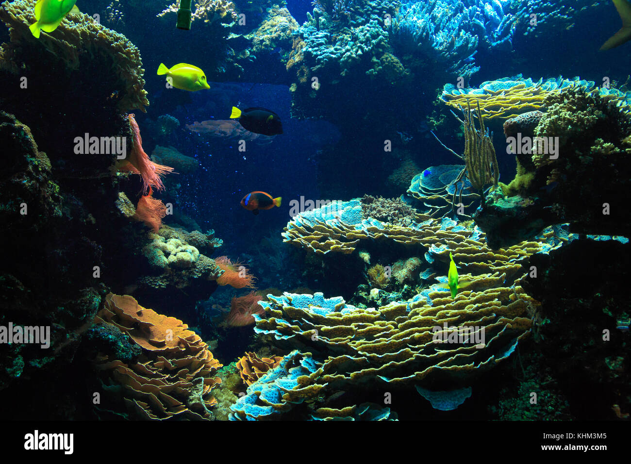 Deep water aquarium, underwater coral reef landscape with tropical fish ...