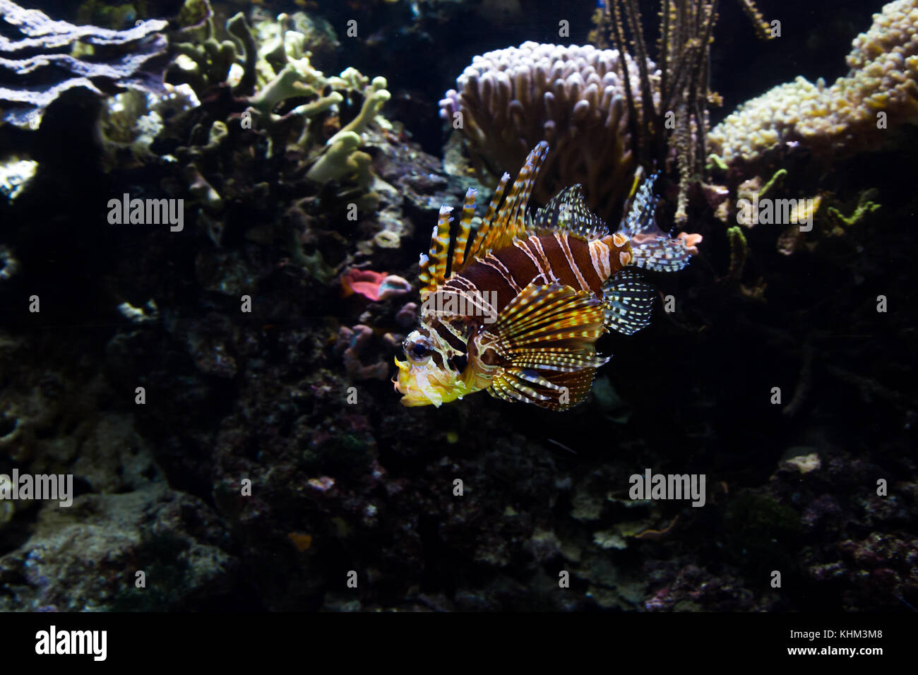 Deep water aquarium, underwater coral reef landscape with tropical fish ...