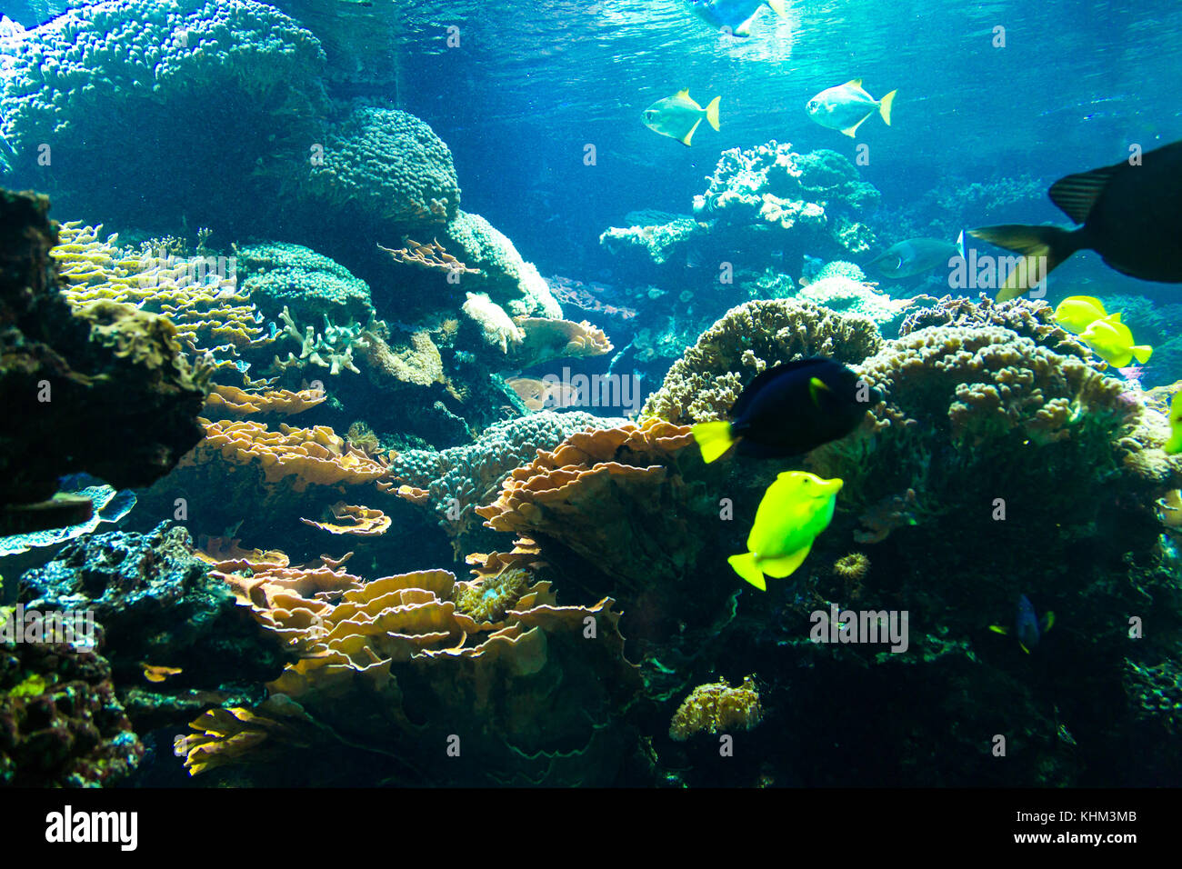 Deep water aquarium, underwater coral reef landscape with tropical fish ...