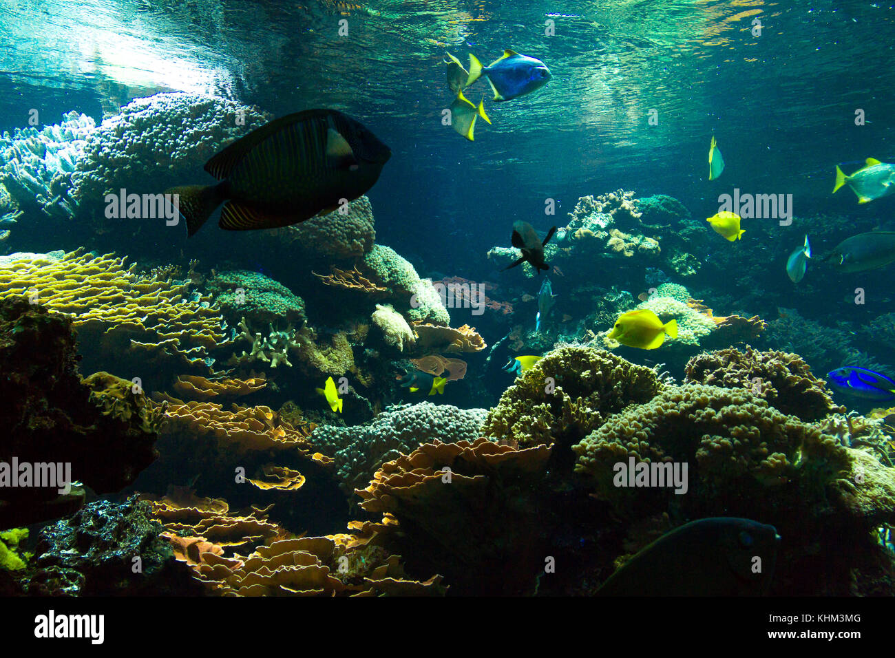 Deep water aquarium, underwater coral reef landscape with tropical fish ...