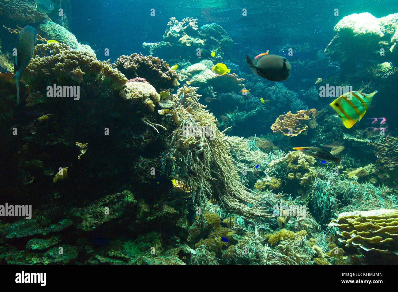 Deep water aquarium, underwater coral reef landscape with tropical fish ...