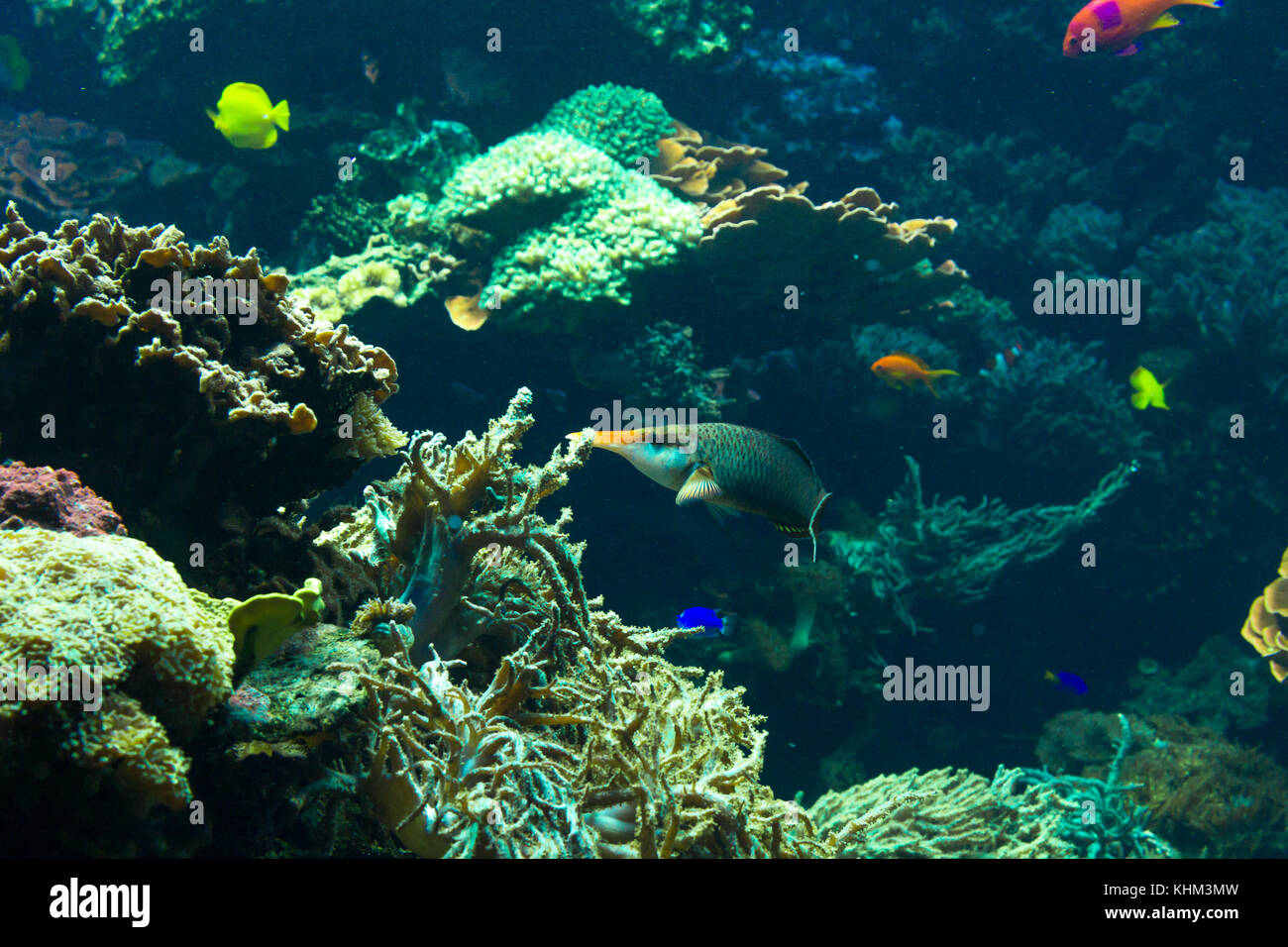 Deep water aquarium, underwater coral reef landscape with tropical fish ...
