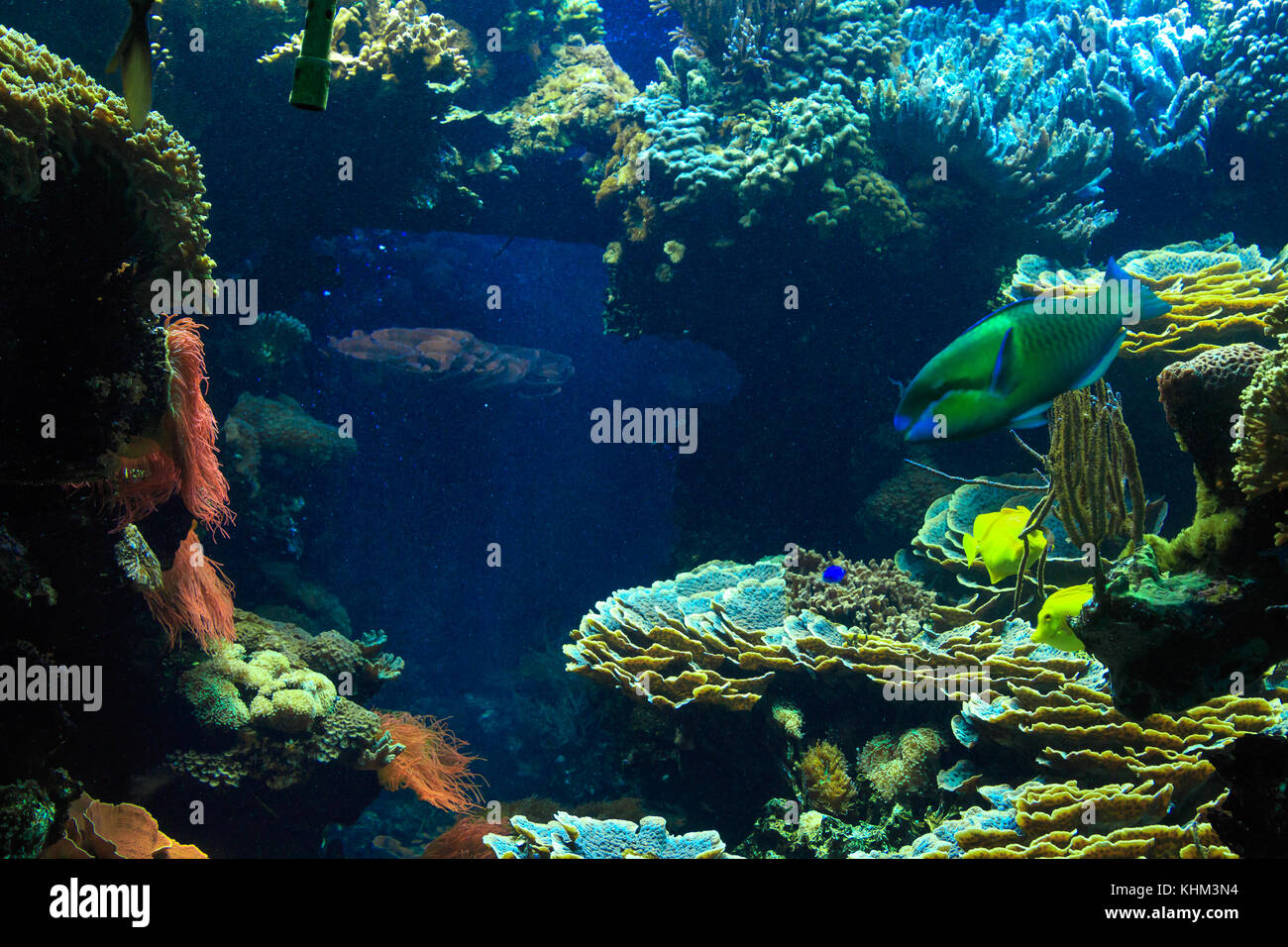 Deep water aquarium, underwater coral reef landscape with tropical fish ...