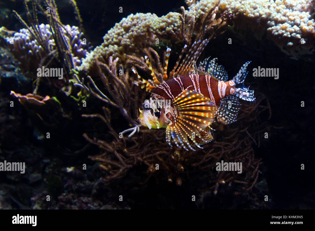 Deep water aquarium, underwater coral reef landscape with tropical fish ...