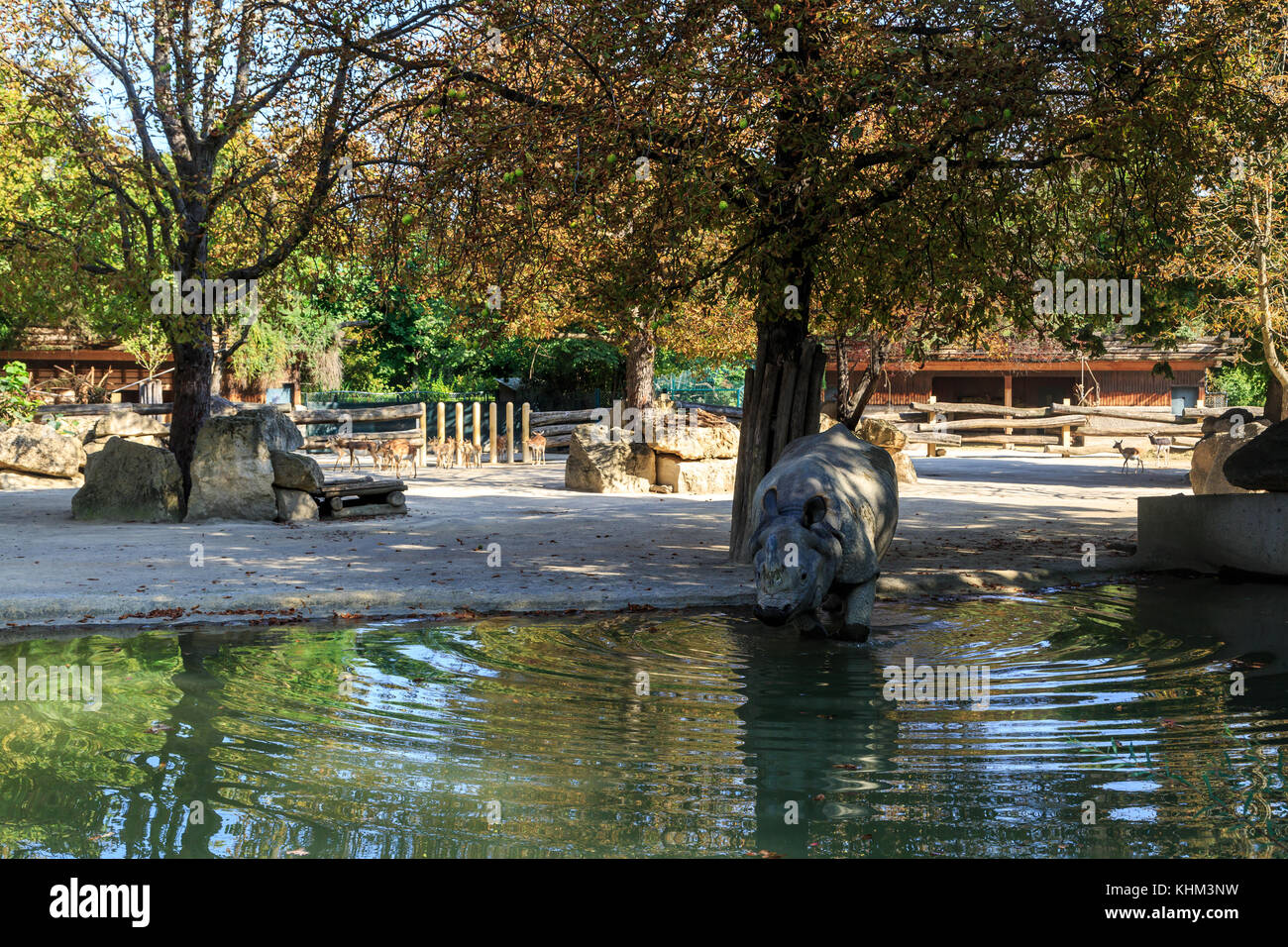 View of white rhino, rhinoceros drinking water by the lake Stock Photo ...