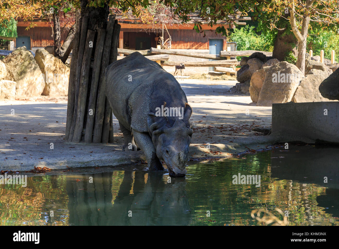 View of white rhino, rhinoceros drinking water by the lake Stock Photo ...