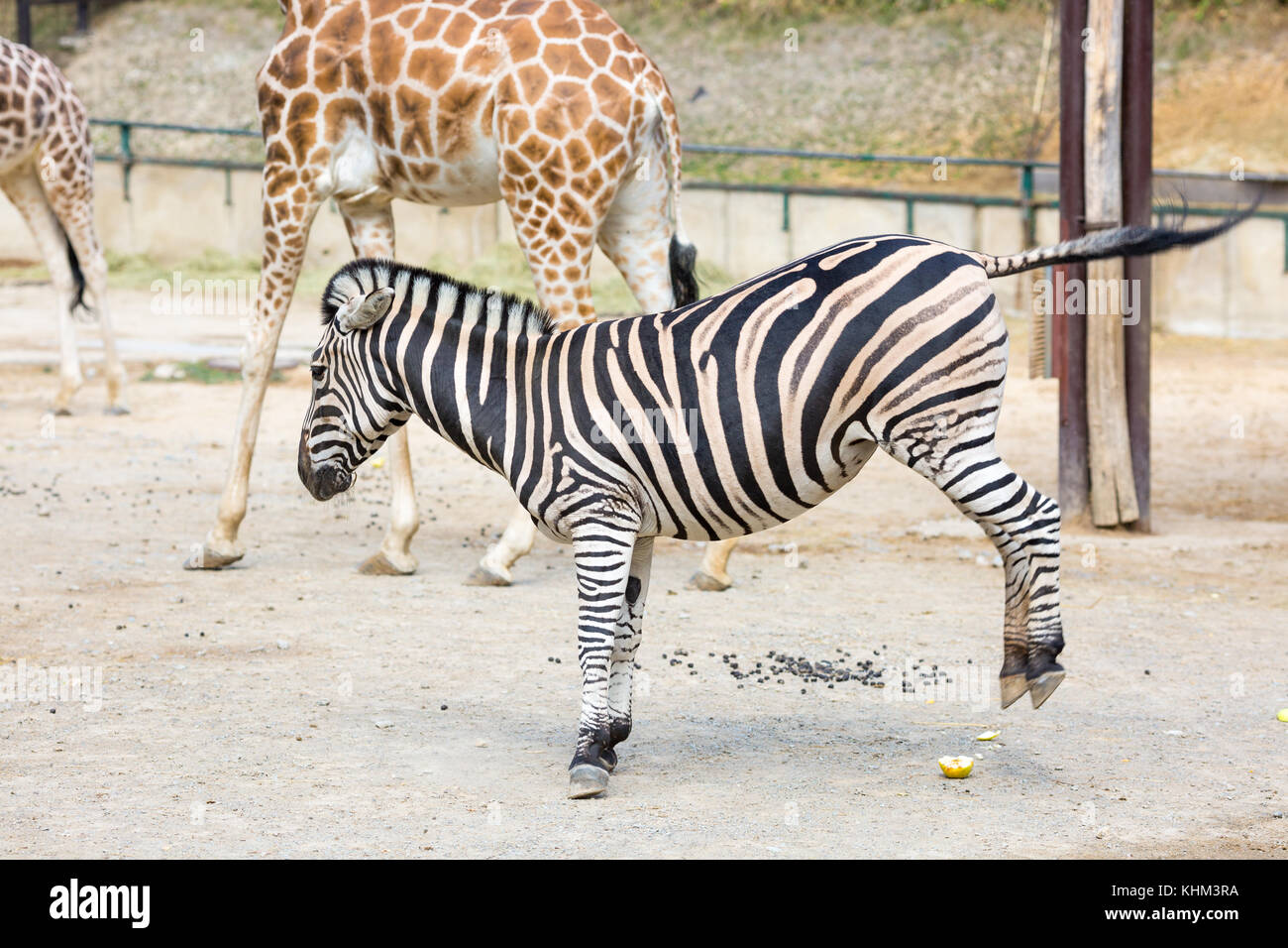 Zebra kicking both hind legs , photo taken in the zoo, giraffes at the ...