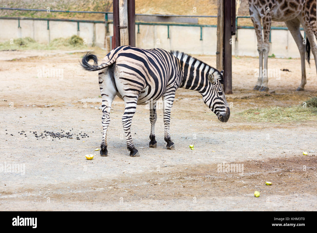 Zebra stands in the barn and feeds on apples Stock Photo - Alamy