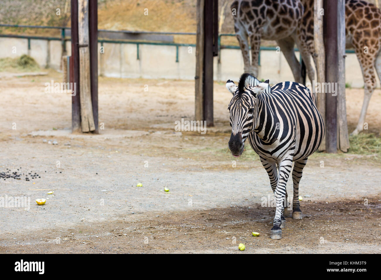 Zebra stands in the barn and feeds on apples Stock Photo - Alamy