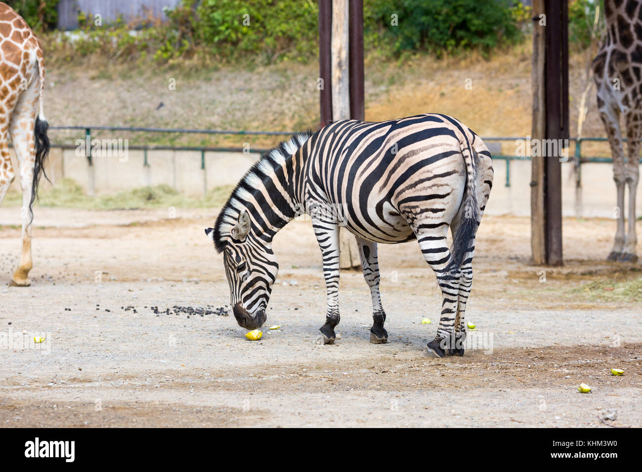 Zebra stands in barn hi-res stock photography and images - Alamy