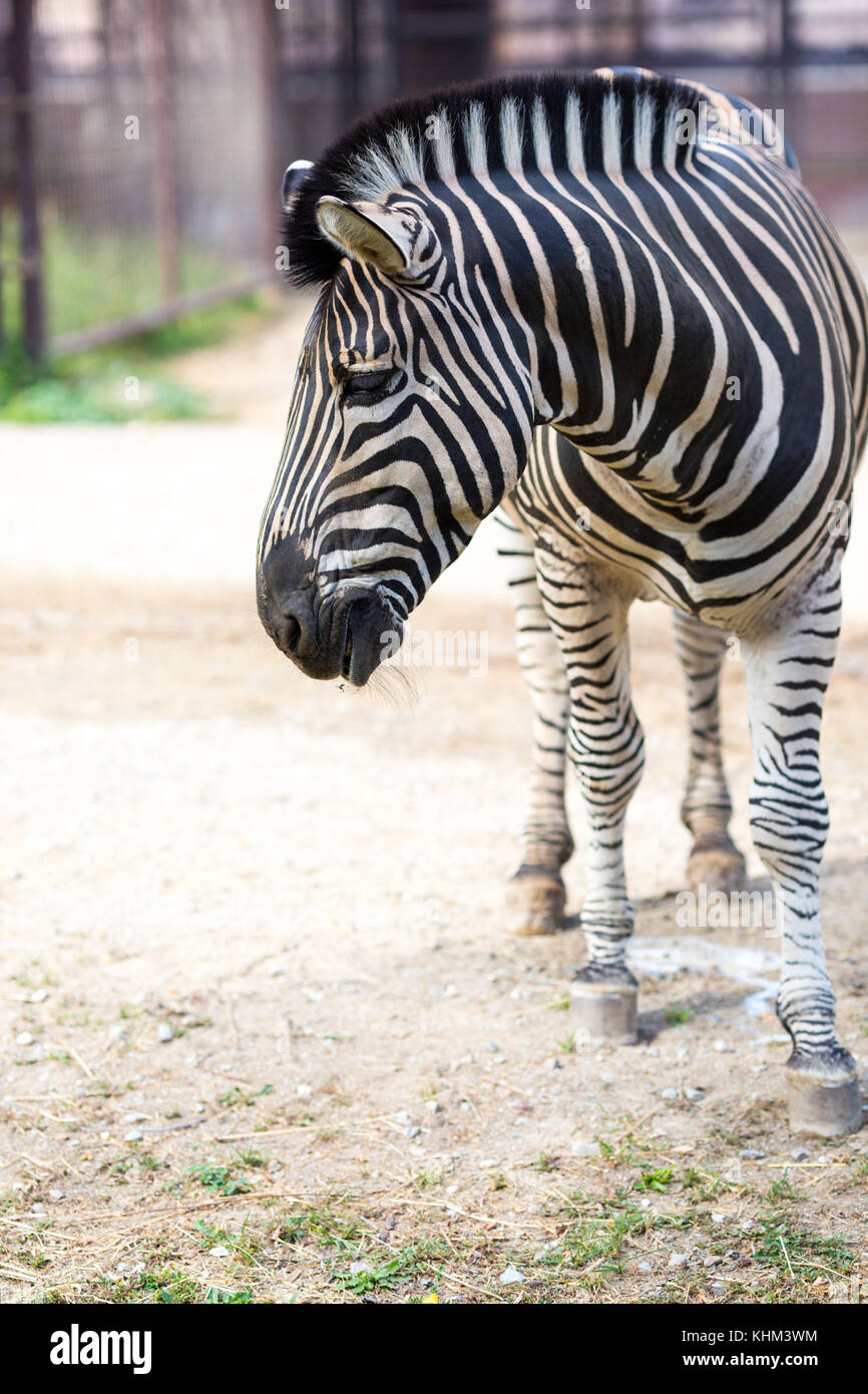 Close-up of zebra standing in the zoo barn Stock Photo - Alamy
