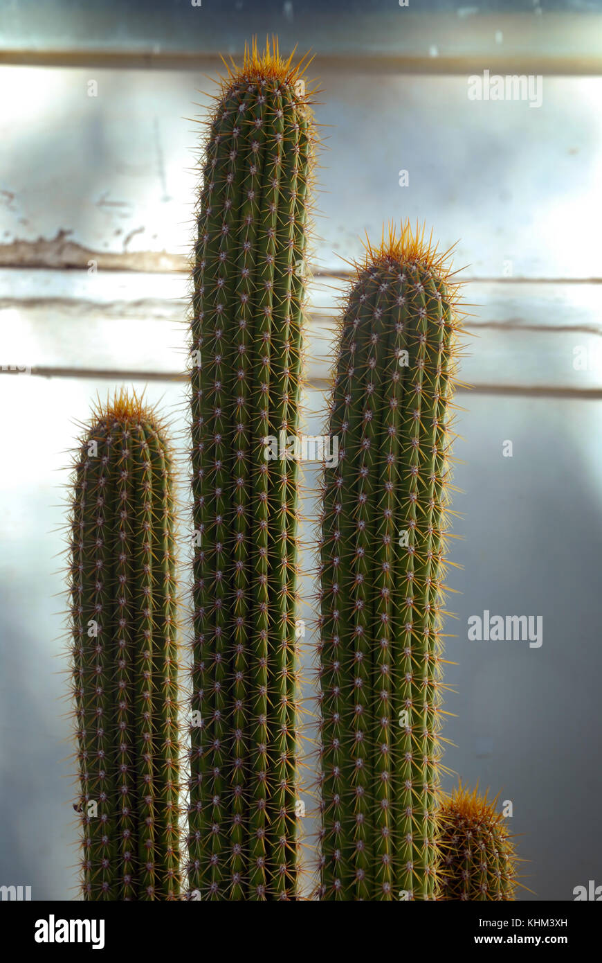 Three stems of a cactus plant, Winton, Central Queensland, Australia ...