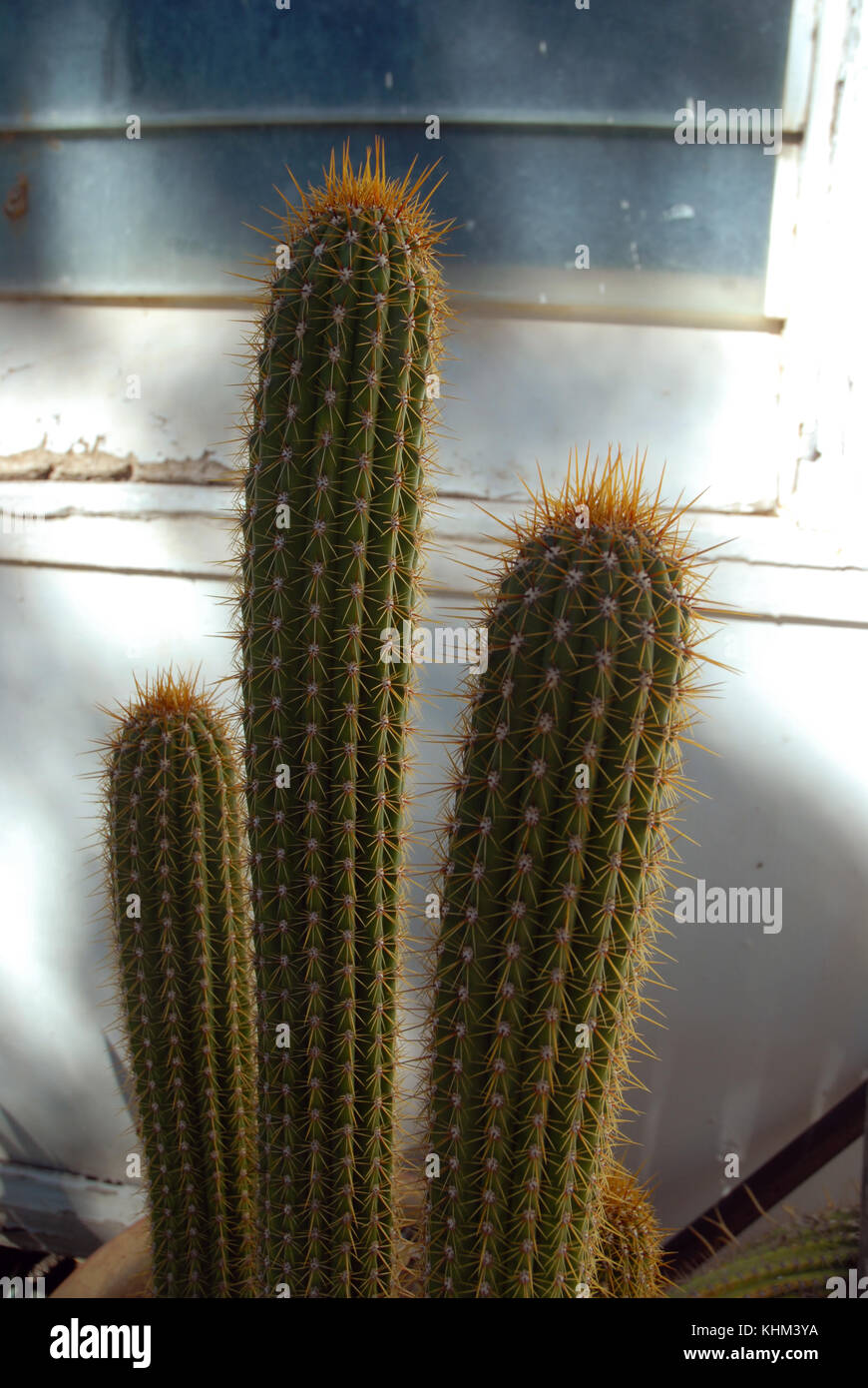 Three stems of a cactus plant, Winton, Central Queensland, Australia ...