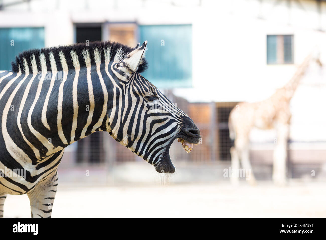 Close-up photo of zebra with open mouth, standing in the zoo on bright ...