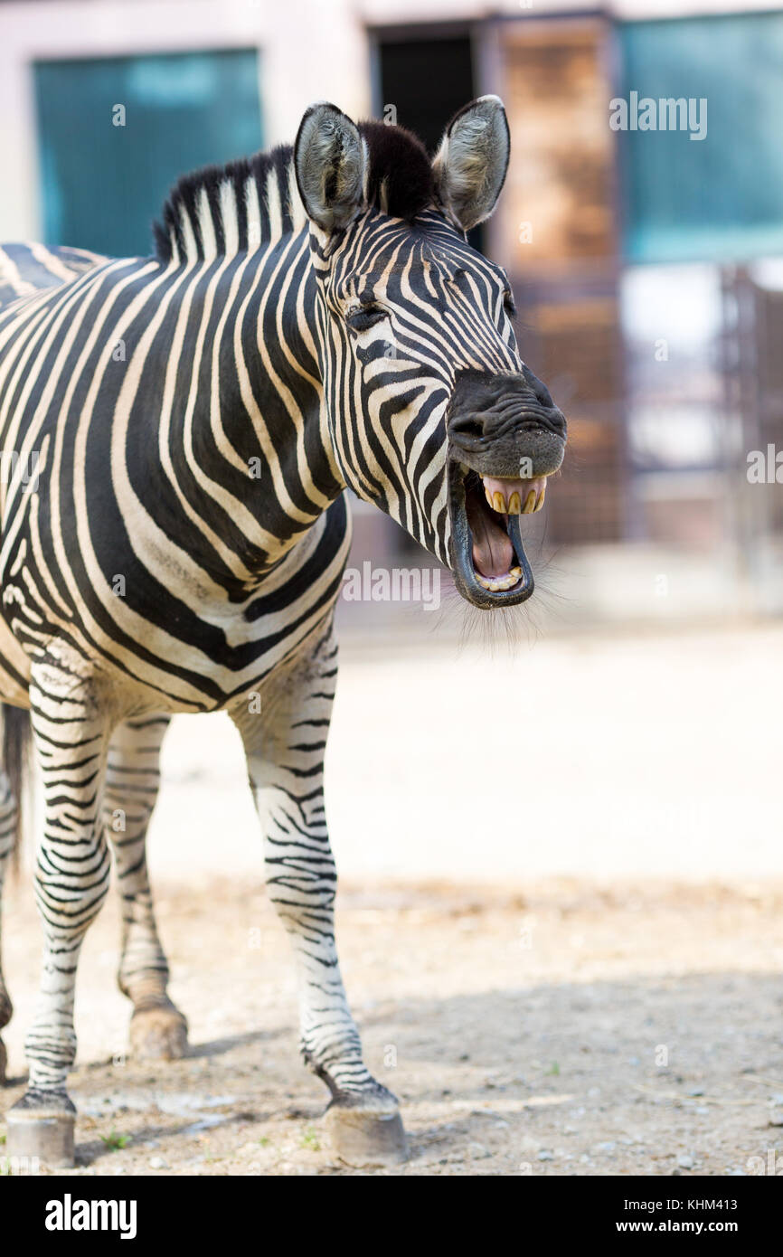 Close-up photo of zebra with open mouth, standing in the zoo on bright ...