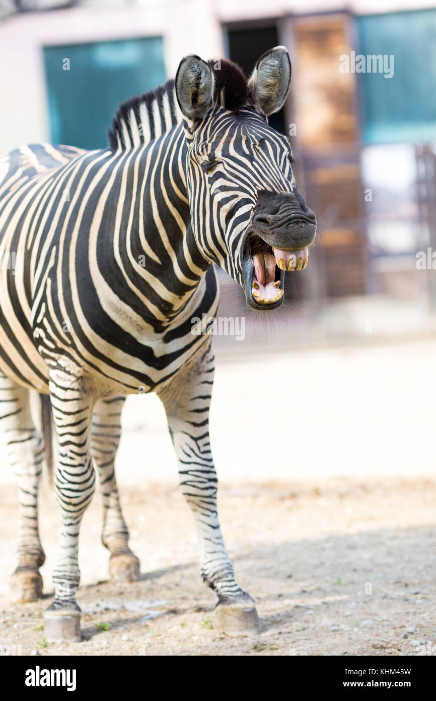 Close up open mouth scream hi-res stock photography and images - Alamy
