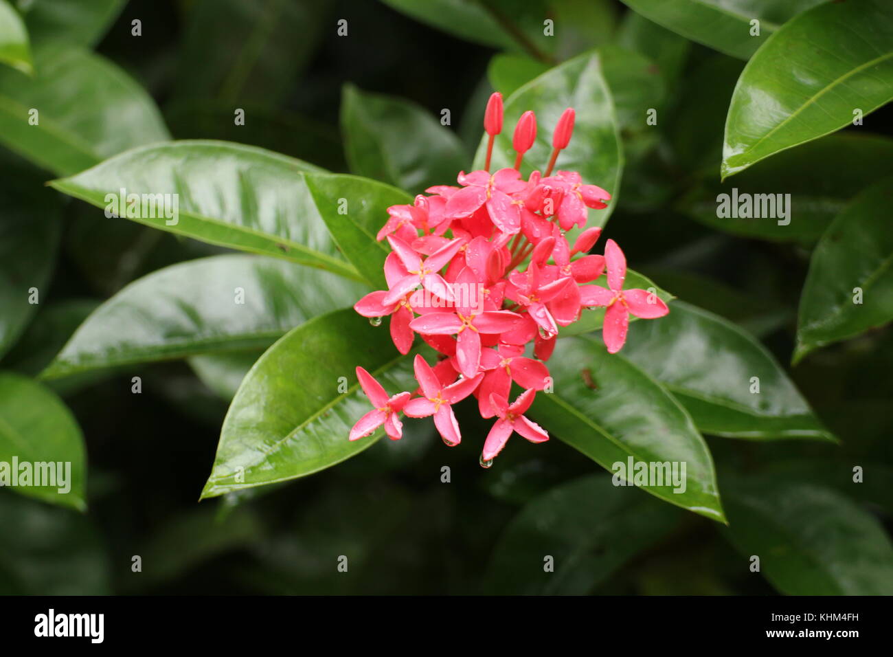 Beautiful tropical pink flower in Costa Rica Stock Photo - Alamy