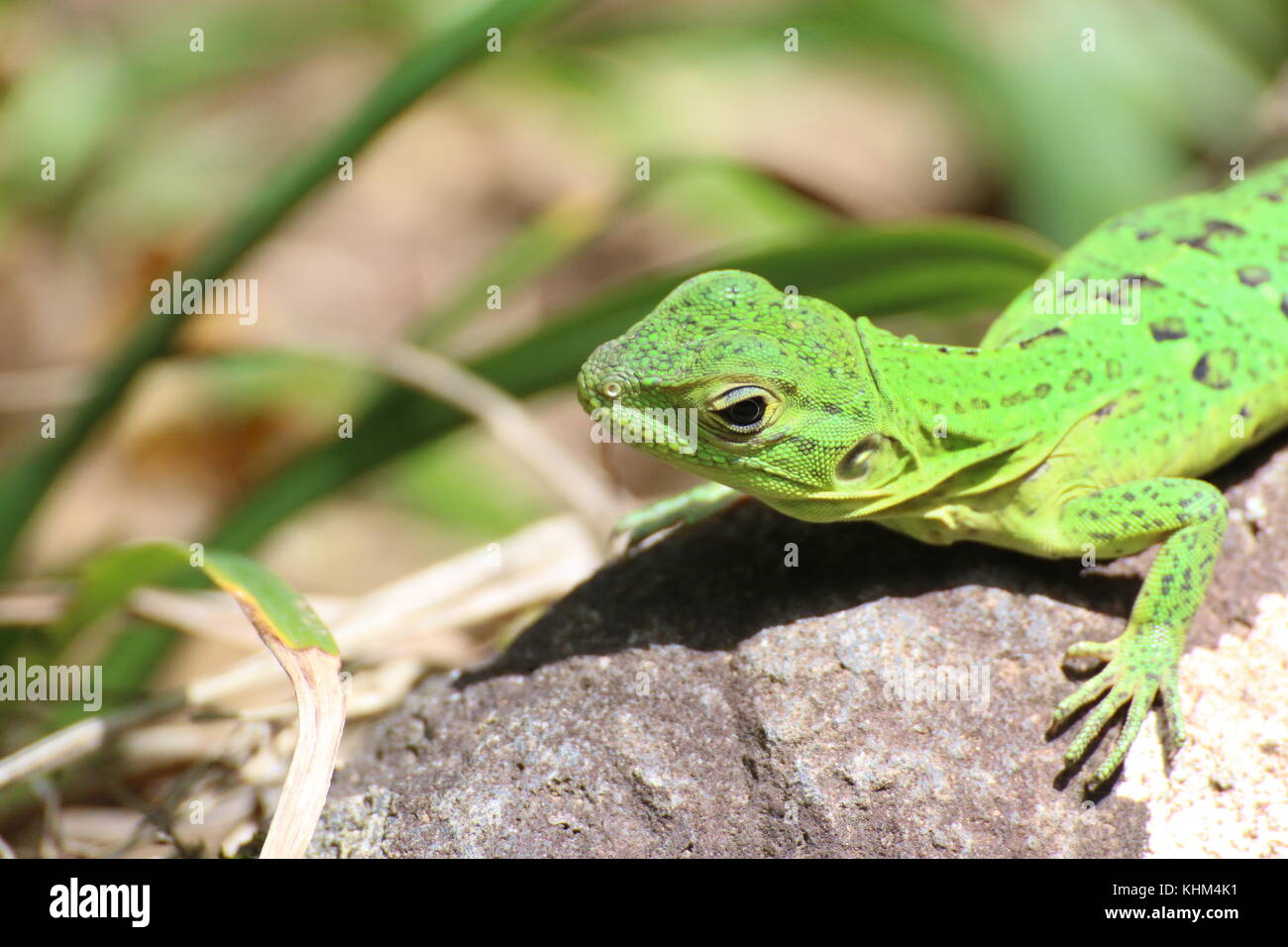 Neotropical green anole hi-res stock photography and images - Alamy