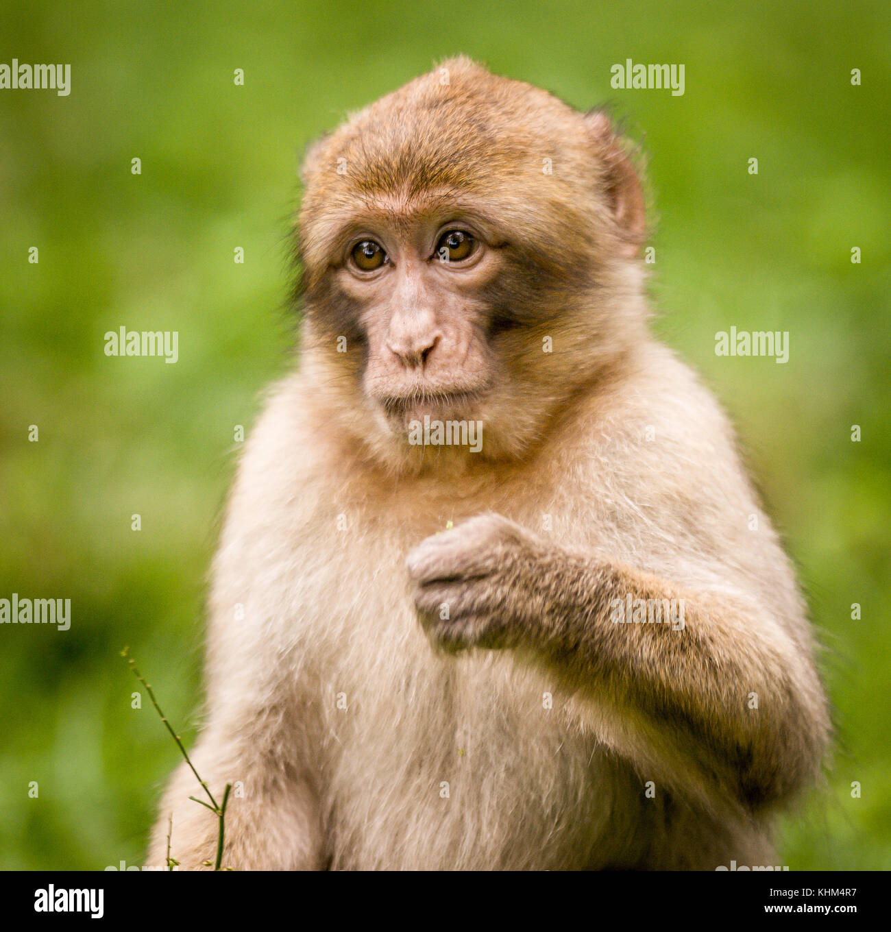 Funny macaque hi-res stock photography and images - Alamy