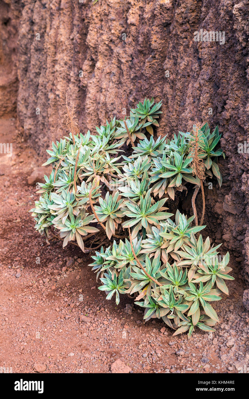 Vegetation on red volcanic soil at Sao Lourenco peninsula in Madeira ...
