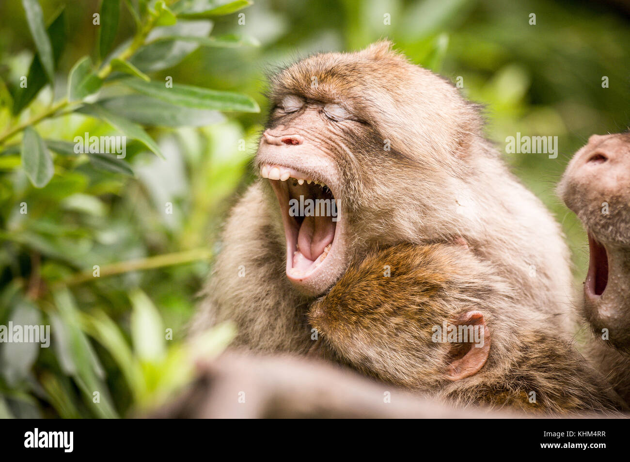 Monkey laughing hi-res stock photography and images - Alamy