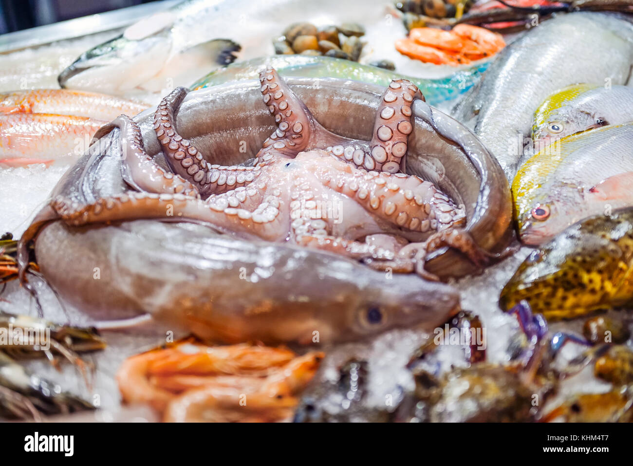 Various exotic seafood on the counter of the fish market. Raw and fresh ...