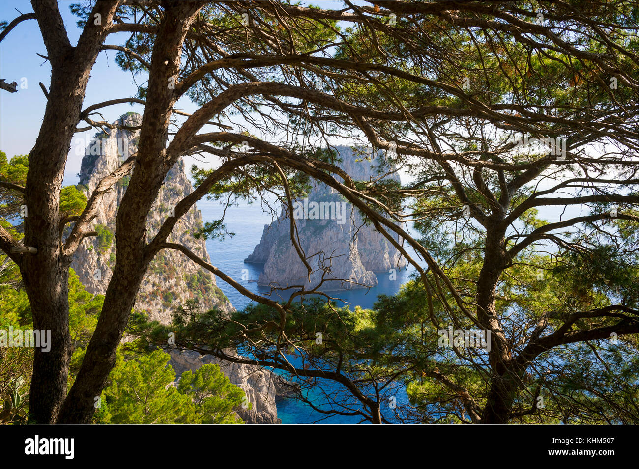 View through pine trees of the iconic faraglioni rocks of Capri Island ...