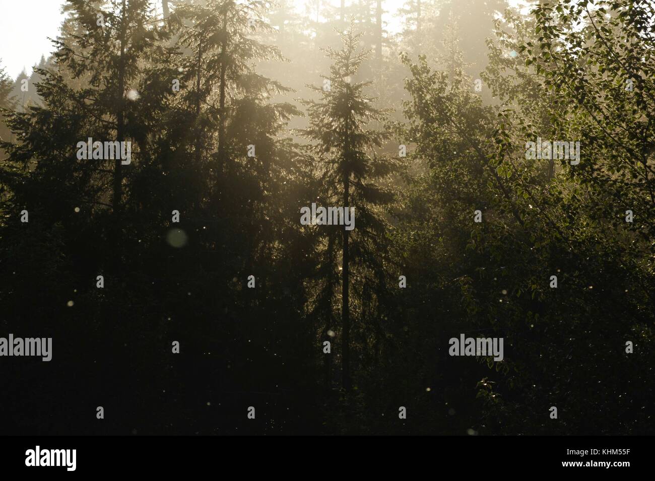 Sunrise insects hi-res stock photography and images - Alamy