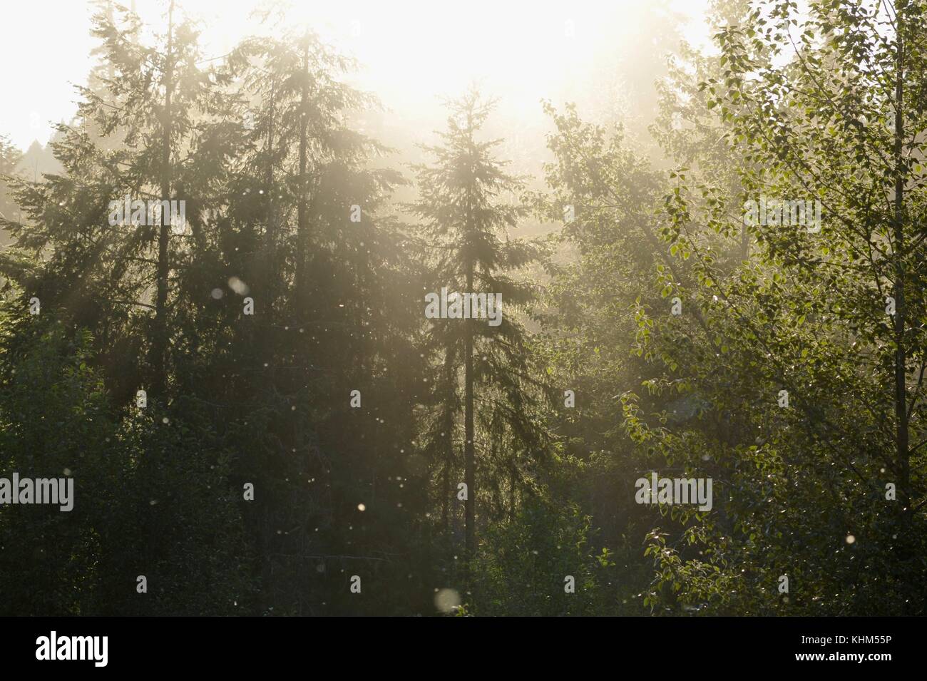 Sunrise insects hi-res stock photography and images - Alamy