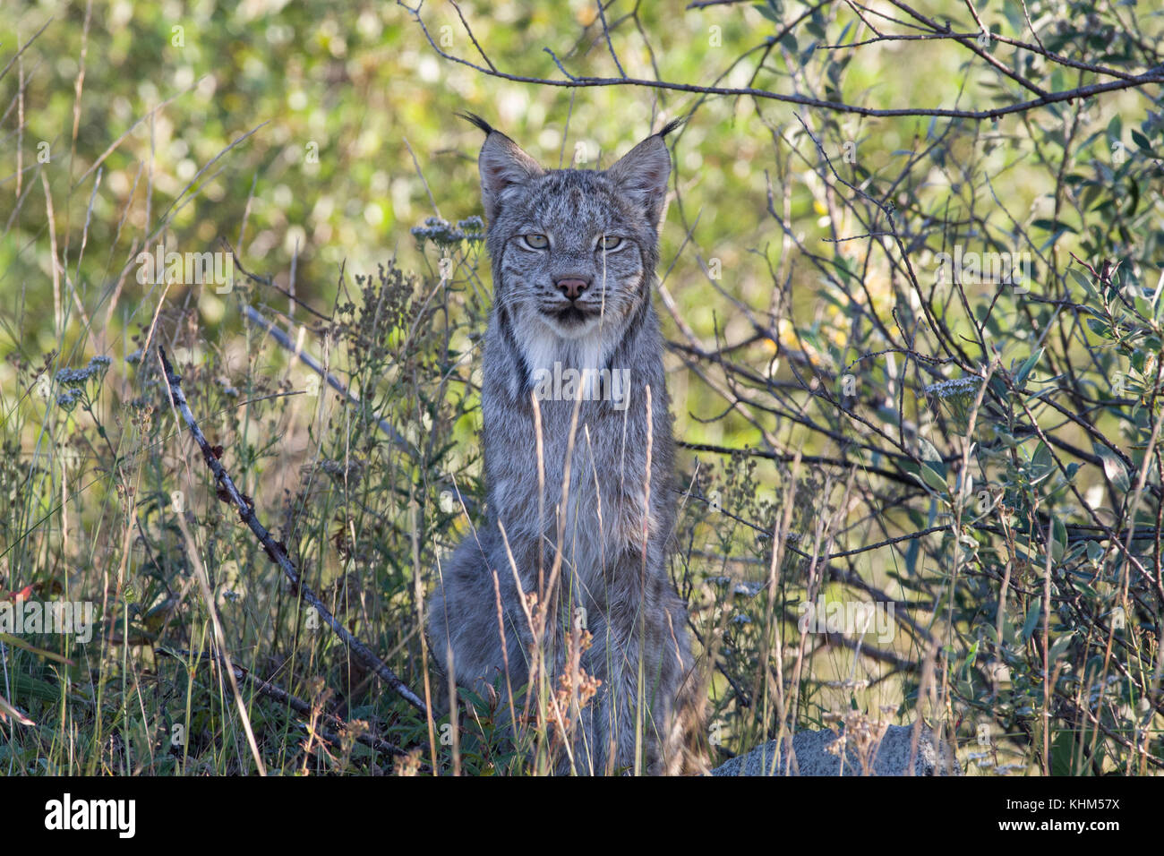 Canada lynx lynx canadensis in hi-res stock photography and images - Alamy