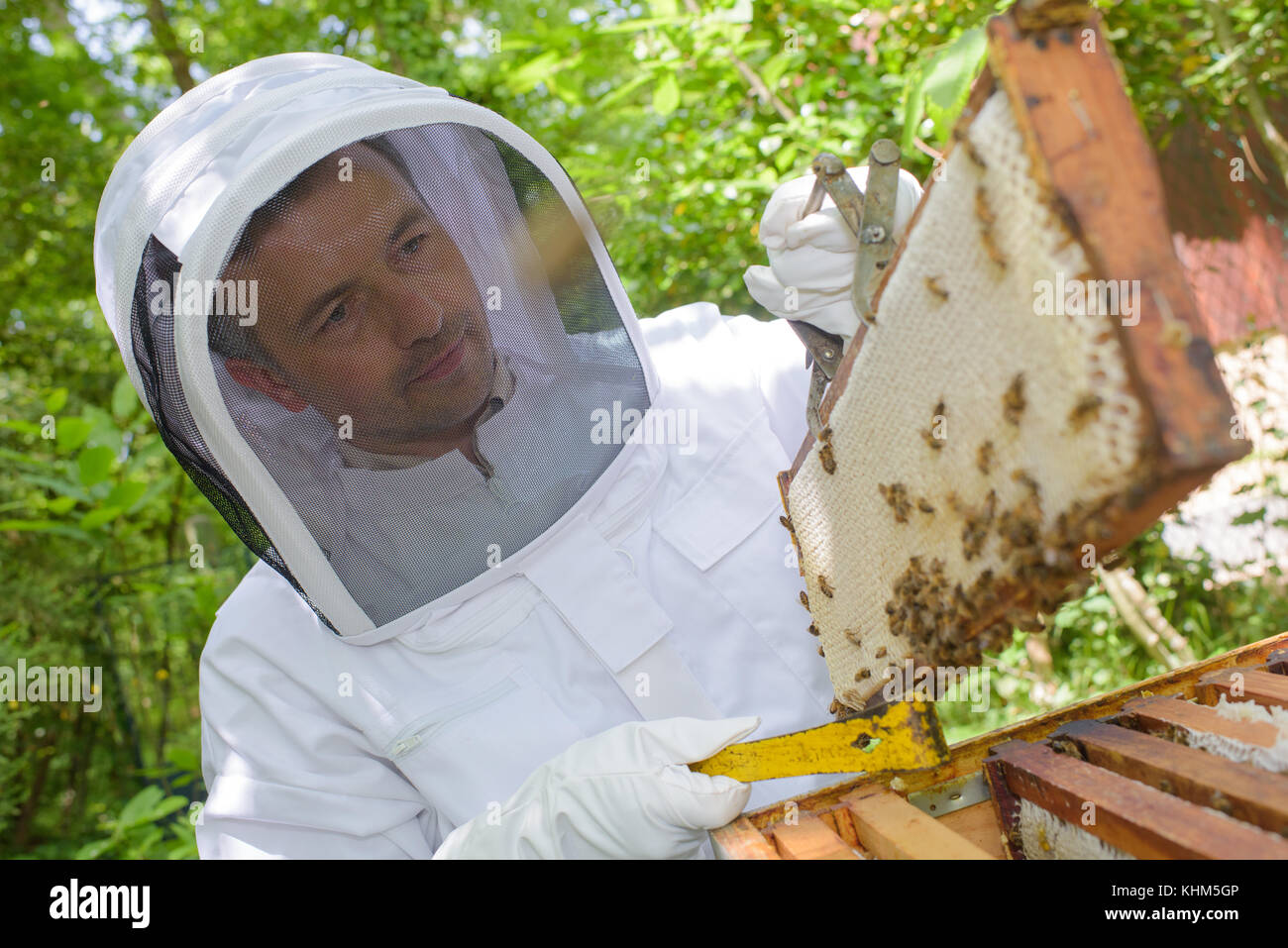 beekeeper lifting a beehive Stock Photo - Alamy