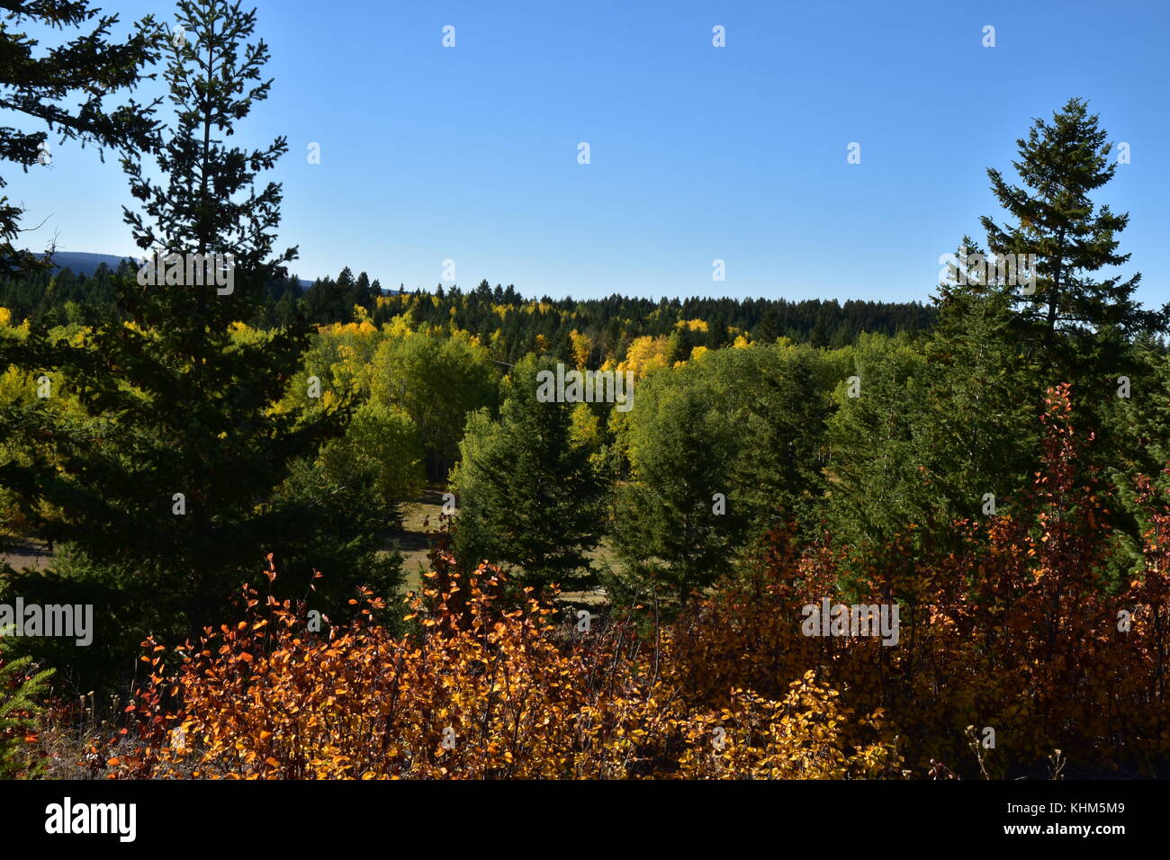 Evergreen trees bushes fall hi-res stock photography and images - Alamy
