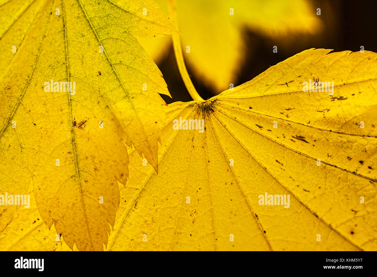 Northwest Native Vine Maple, Acer circinatum, in fall color Stock Photo ...
