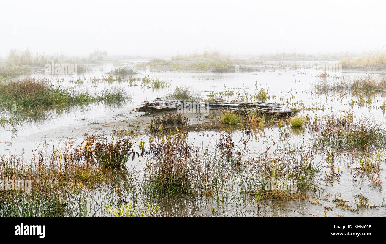 Rain water stands in dips in the foggy sand dunes, filled with rain ...