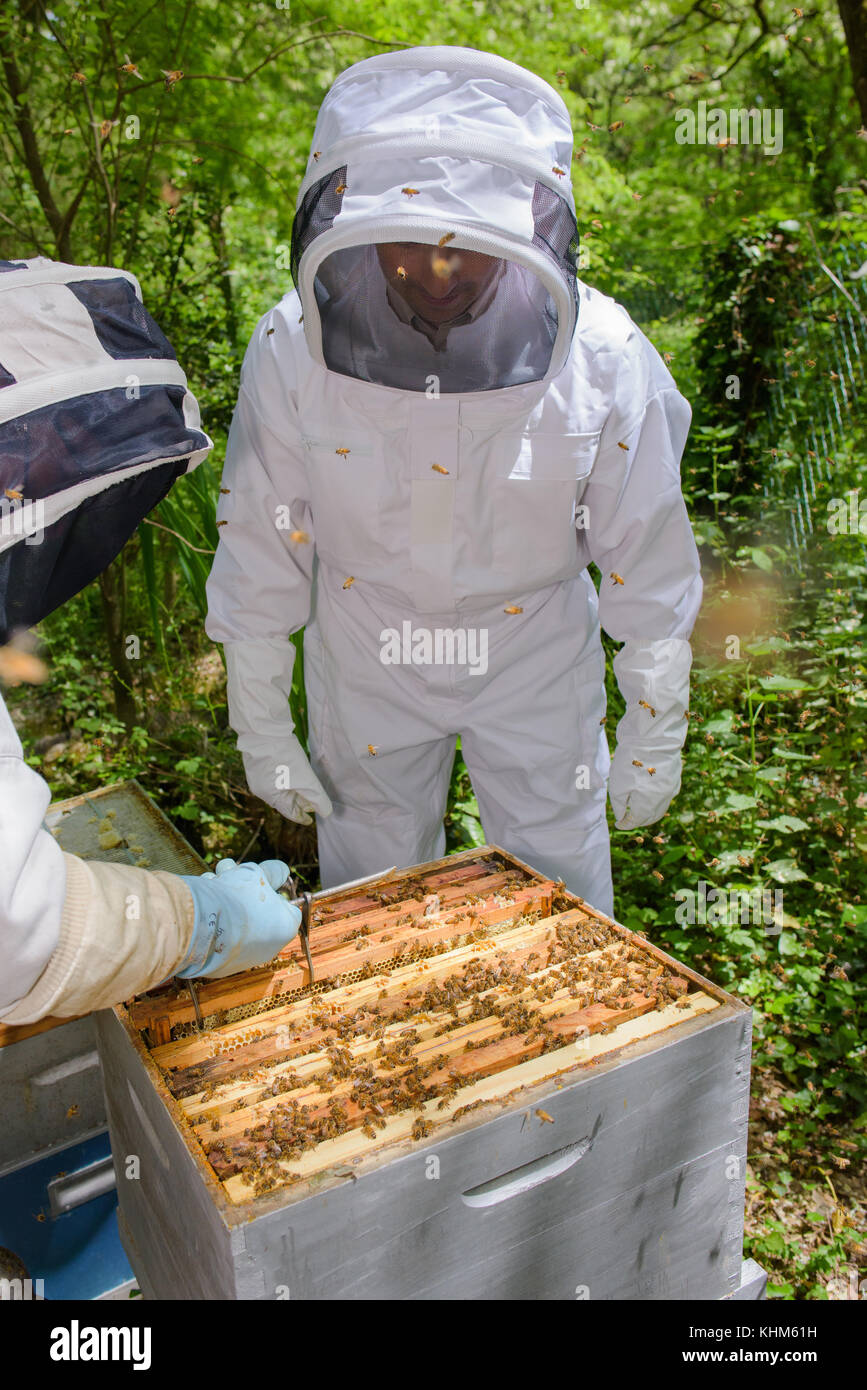 Two people working on beehive Stock Photo - Alamy