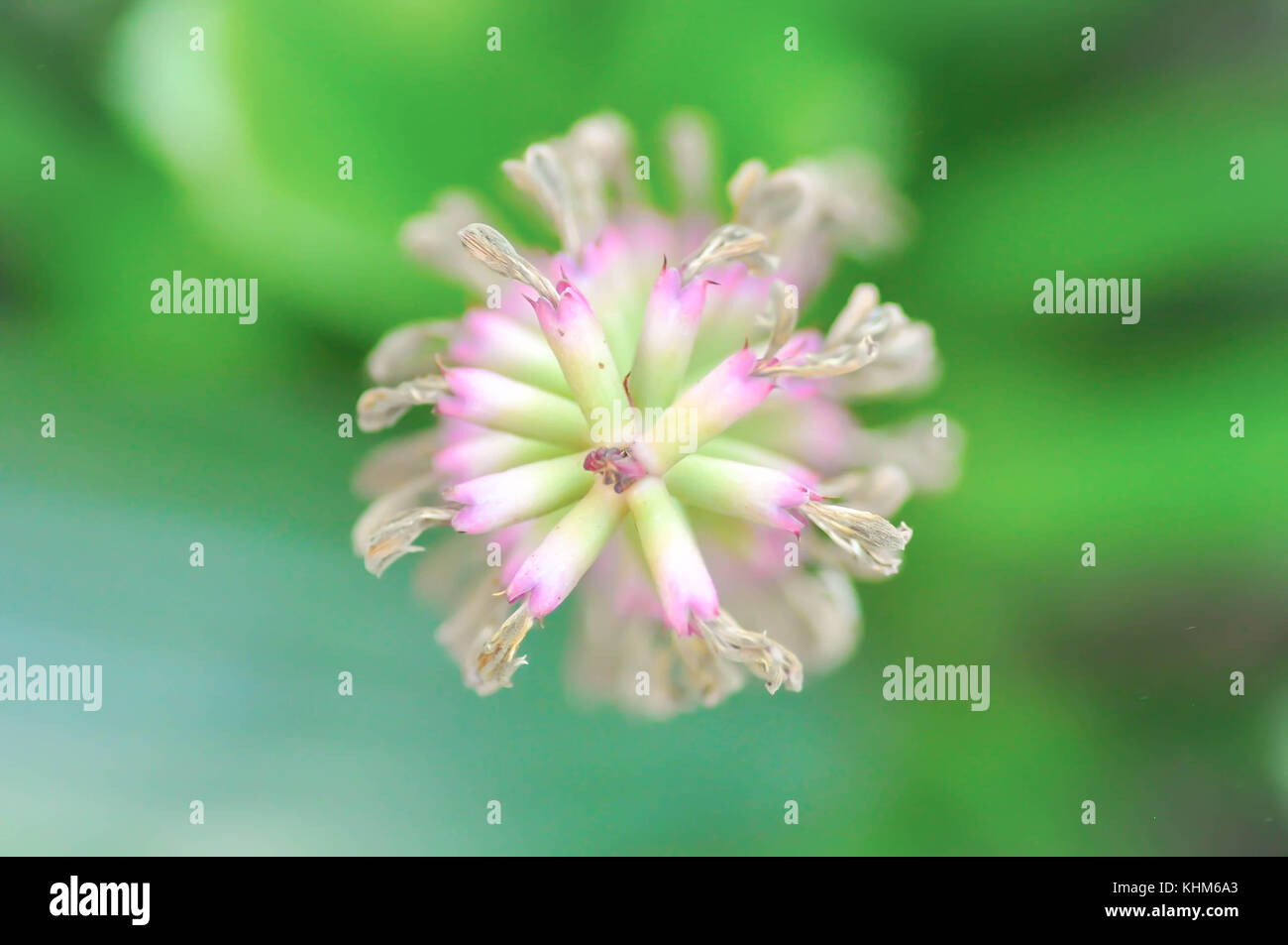 Bromeliad flower or Aechmea fasciata plant Stock Photo - Alamy