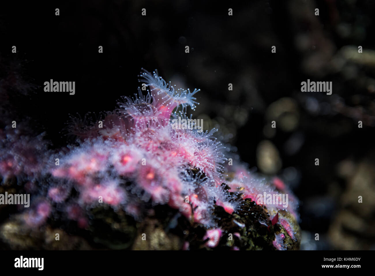 Pink sea anemones Stock Photo - Alamy