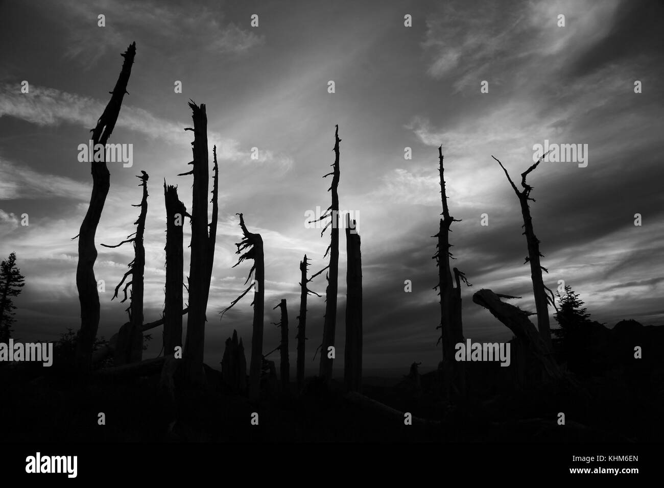 Trees in Blast Zone Stock Photo - Alamy