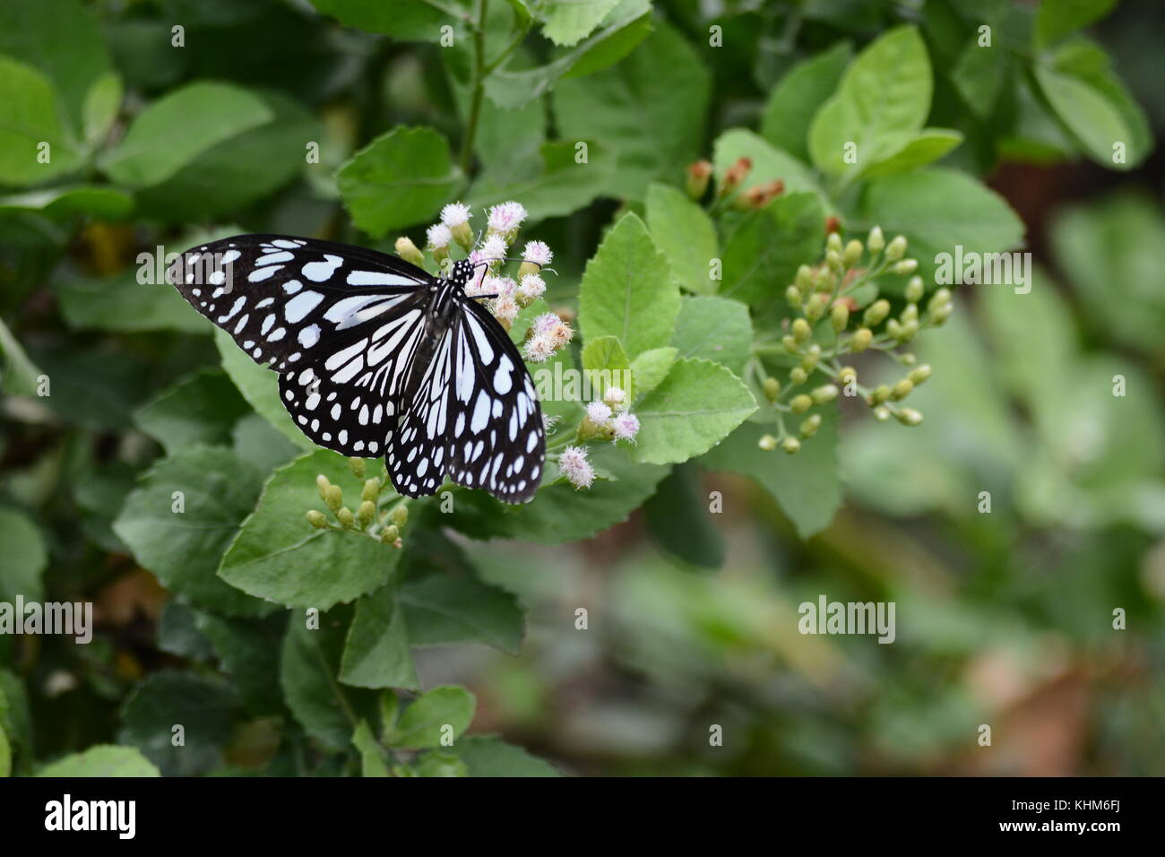 The Nature Creation Stock Photo - Alamy