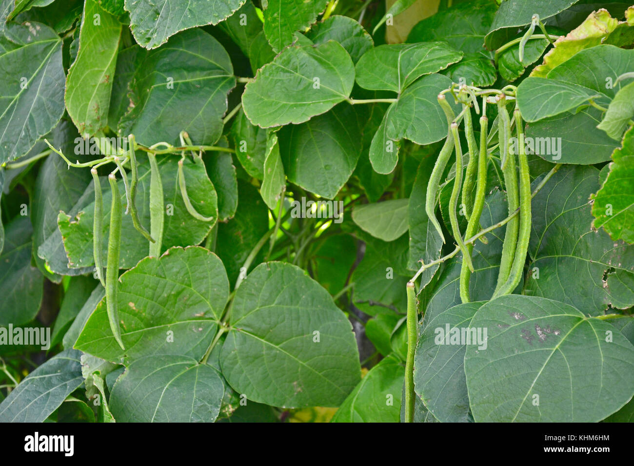 George bean hi-res stock photography and images - Alamy