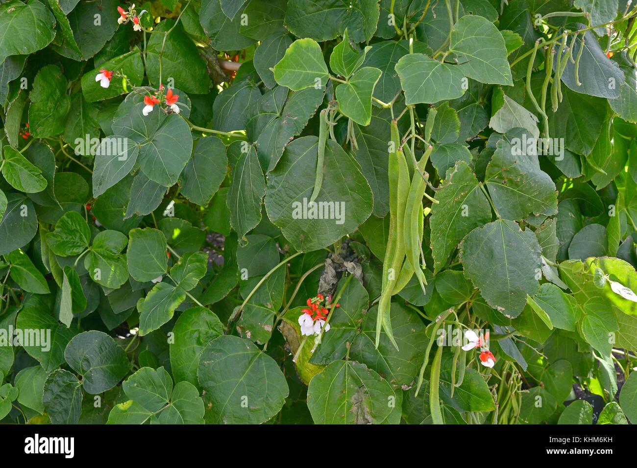 Close up of Runner Bean 'St.George' growing in an allotment Stock Photo ...