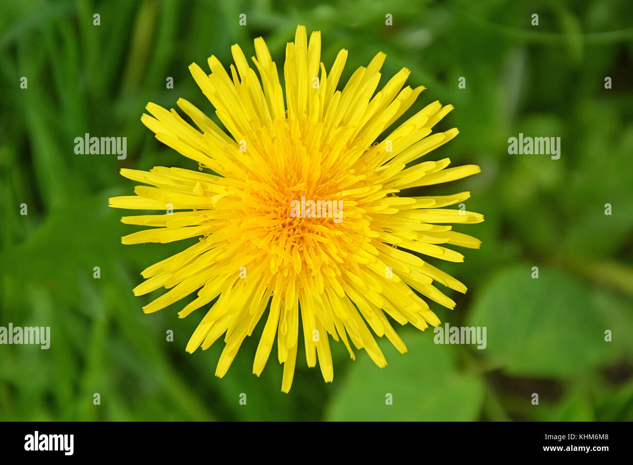 Big dandelion flower. Picture can be used as a wallpaper Stock Photo ...